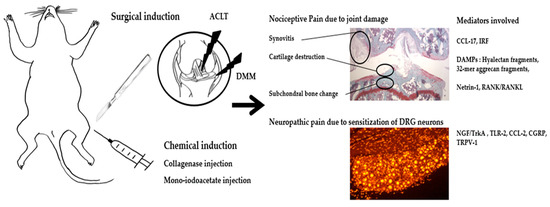 Understanding the Molecular Mechanisms Underlying the Pathogenesis of ...