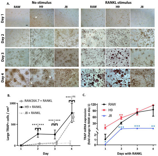 A Sub-Clone of RAW264.7-Cells Form Osteoclast-Like Cells Capable of ...