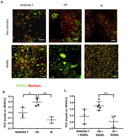 A Sub-Clone of RAW264.7-Cells Form Osteoclast-Like Cells Capable of ...