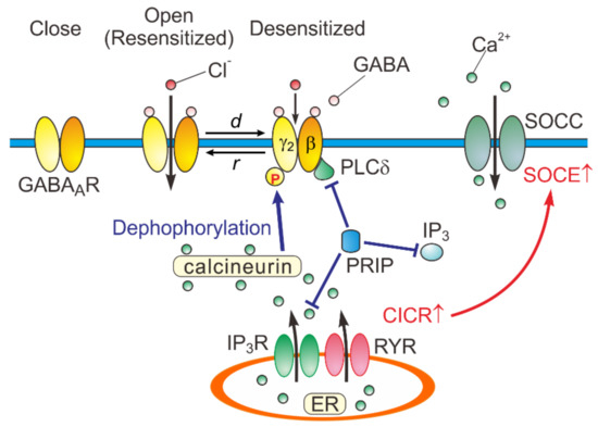 IJMS | Special Issue : Pharmacology and Neurobiology of GABA Receptors