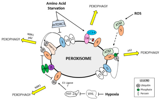 Pexophagy: A Model for Selective Autophagy