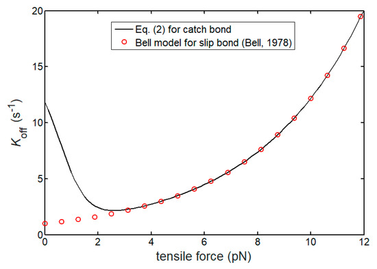 Mechanical Model for Catch-Bond-Mediated Cell Adhesion in Shear Flow