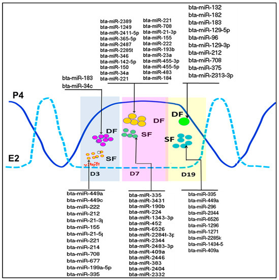 Ijms Free Full Text The Role Of Micrornas In Mammalian Fertility