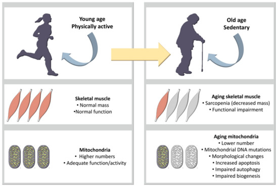 Inactivity and Skeletal Muscle Metabolism: A Vicious Cycle in Old Age