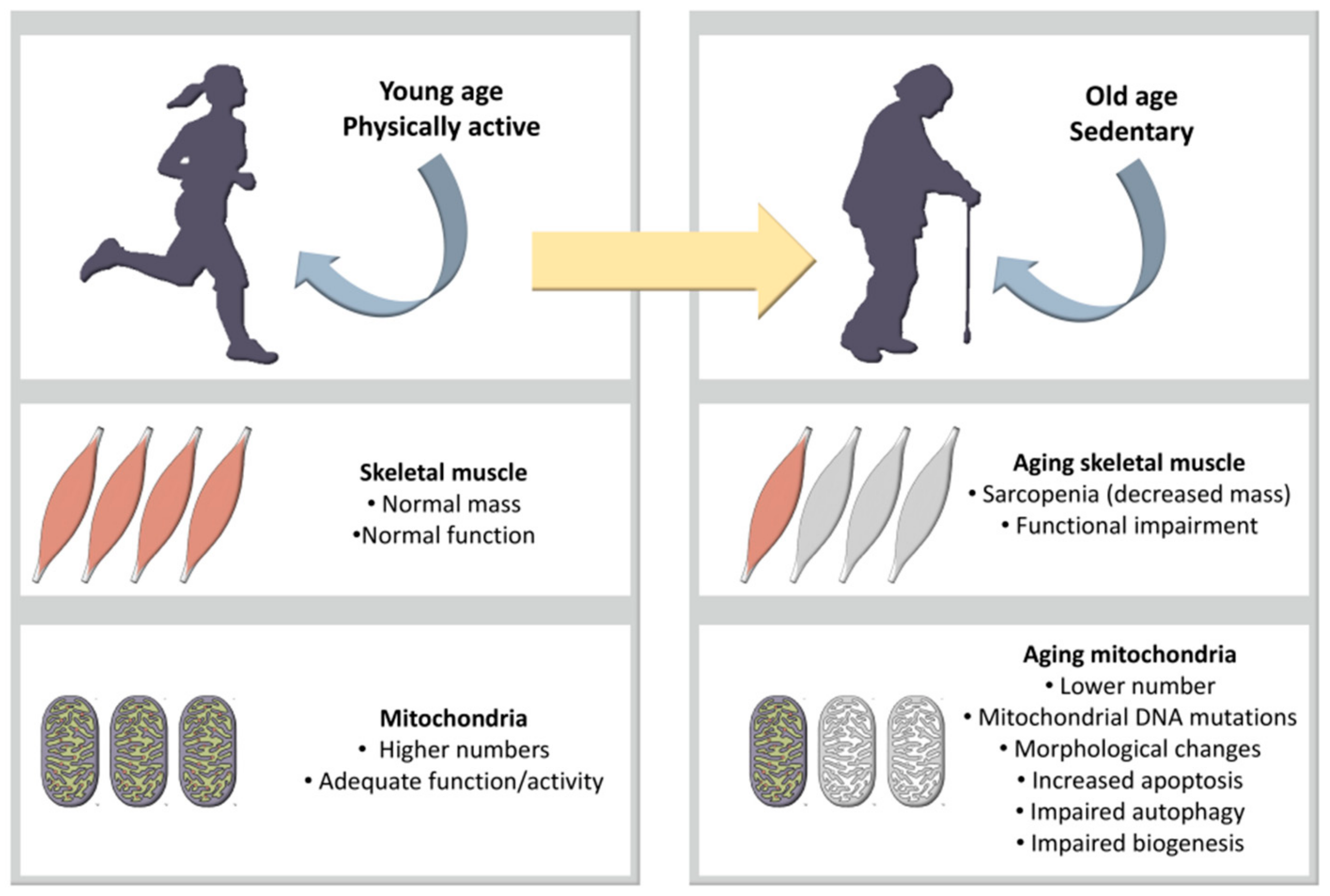 Ijms Free Full Text Inactivity And Skeletal Muscle Metabolism A