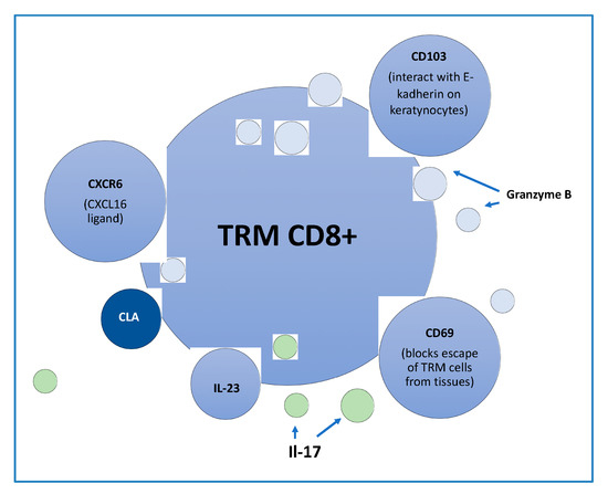 Immunological Memory of Psoriatic Lesions