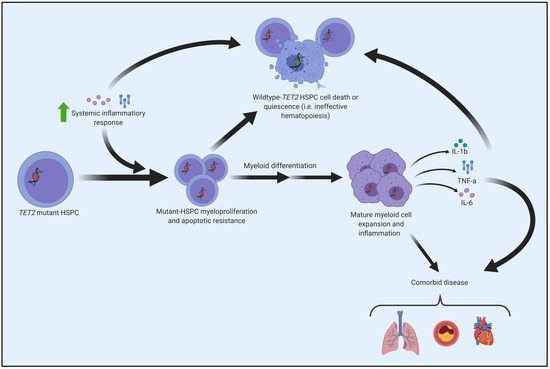 Age-Associated TET2 Mutations: Common Drivers of Myeloid Dysfunction ...