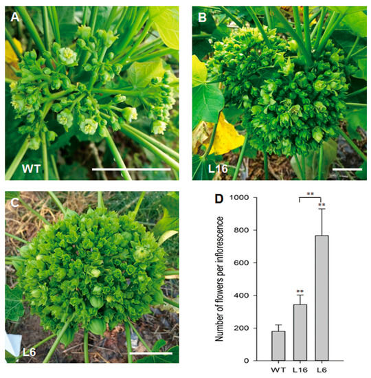 Flower-Specific Overproduction of Cytokinins Altered Flower Development ...