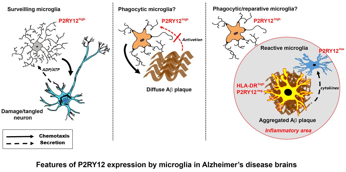 IJMS | Free Full-Text | Patterns of Expression of Purinergic Receptor ...