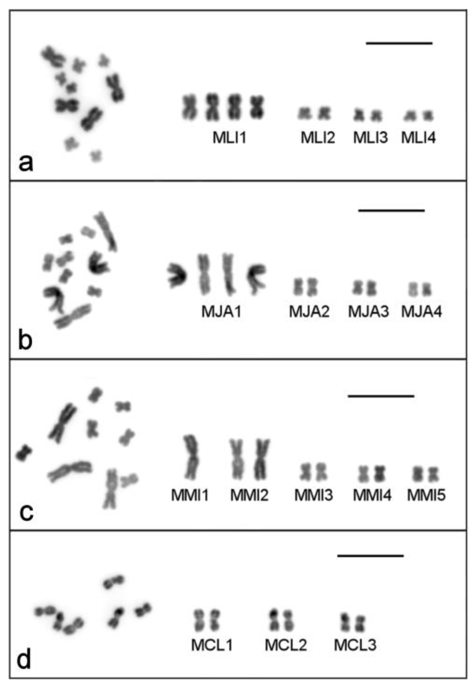 What Is The Haploid Dog Chromosome Number What Is The Haploid Dog Chromosome Number