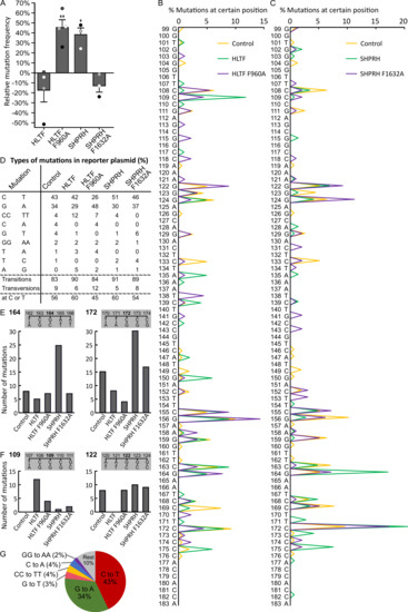 Helicase-Like Transcription Factor HLTF and E3 Ubiquitin Ligase SHPRH ...