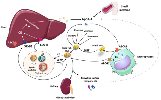Advances in HDL: Much More than Lipid Transporters