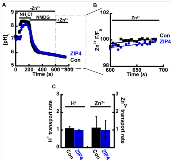 Elucidating the H+ Coupled Zn2+ Transport Mechanism of ZIP4 ...