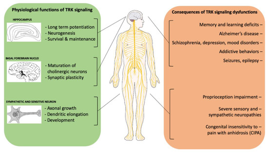NTRK Fusions in Central Nervous System Tumors: A Rare, but Worthy Target