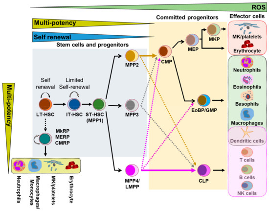 Gap Junctions in the Bone Marrow Lympho-Hematopoietic Stem Cell Niche ...