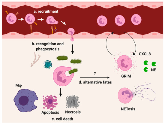 IJMS | Free Full-Text | Neutrophil Adaptations upon Recruitment to the Lung: New Concepts and ...