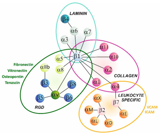 IJMS | Free Full-Text | Integrin Signaling in Glioma Pathogenesis: From ...