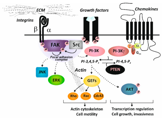 Integrin Signaling in Glioma Pathogenesis: From Biology to Therapy