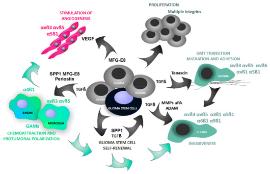 Integrin Signaling in Glioma Pathogenesis: From Biology to Therapy