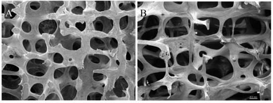 A Comparison of Osteoblast and Osteoclast In Vitro Co-Culture Models ...