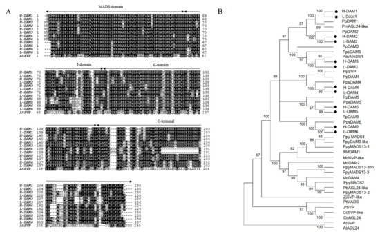Dormancy-Associated MADS-Box (DAM) Genes Influence Chilling Requirement ...