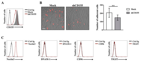 CD155: A Multi-Functional Molecule in Tumor Progression