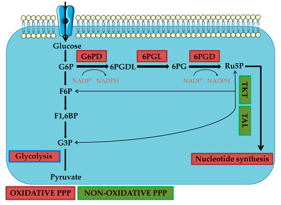 IJMS | Special Issue : Cisplatin in Cancer Therapy: Molecular ...