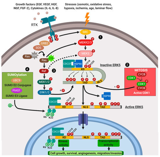 Beyond Kinase Activity: ERK5 Nucleo-Cytoplasmic Shuttling as a Novel Target for Anticancer Therapy