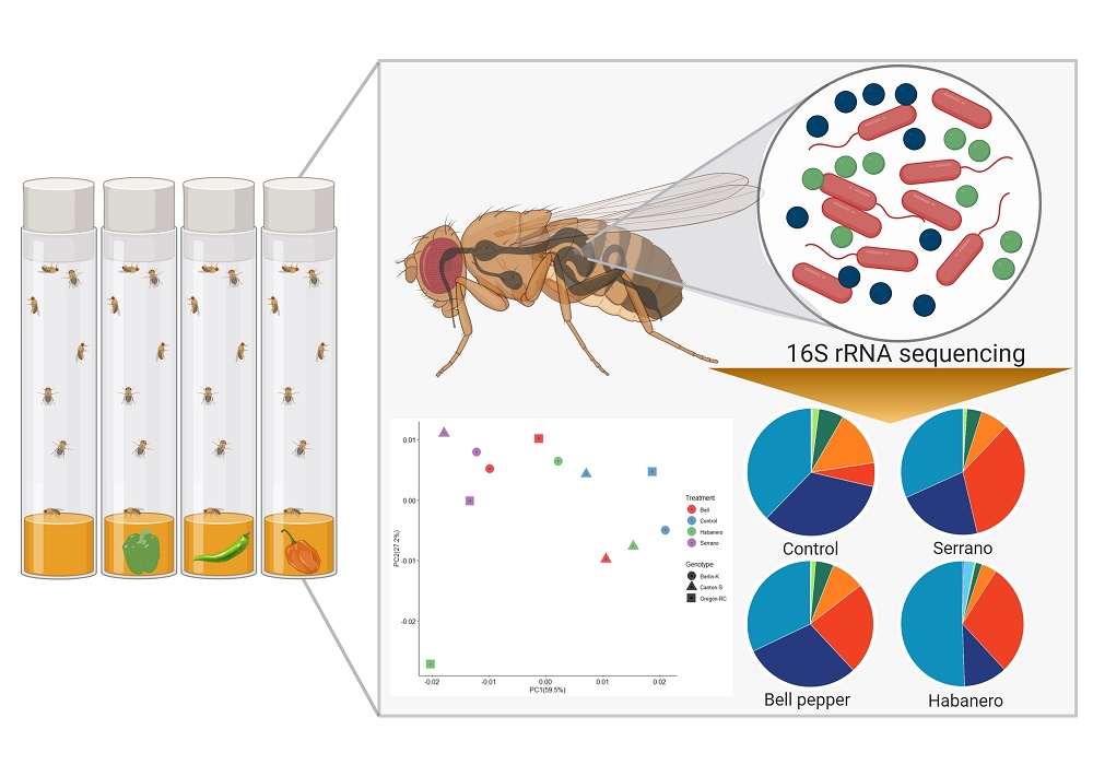 IJMS | Free Full-Text | Effect of Pepper-Containing Diets on the ...