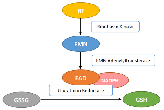 IJMS | Special Issue : Flavin Adenine Dinucleotide (FAD): Biosynthesis ...
