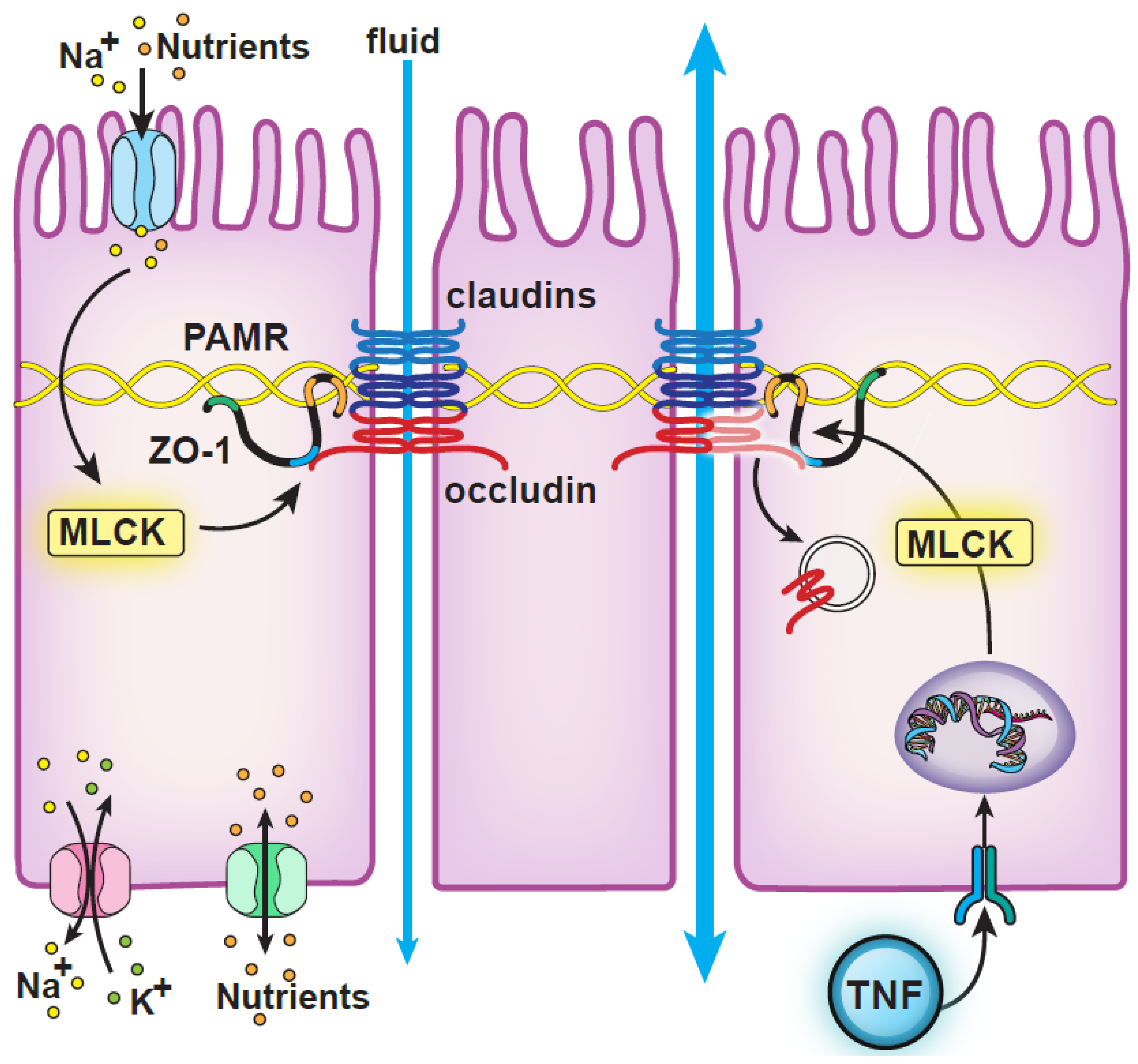 Myosin Light Chain Kinase Location