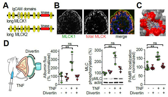 Contributions of Myosin Light Chain Kinase to Regulation of Epithelial ...