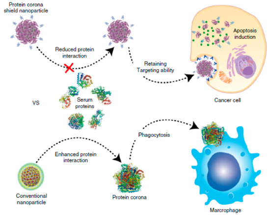 IJMS | Special Issue : Nanoparticle Protein Corona and Its Biological ... IJMS | Special Issue : Nanoparticle Protein Corona and Its Biological ...