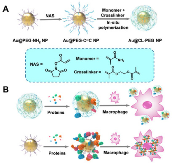 IJMS | Special Issue : Nanoparticle Protein Corona and Its Biological ... IJMS | Special Issue : Nanoparticle Protein Corona and Its Biological ...