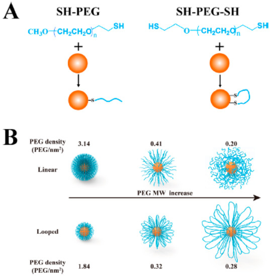 IJMS | Special Issue : Nanoparticle Protein Corona and Its Biological ... IJMS | Special Issue : Nanoparticle Protein Corona and Its Biological ...