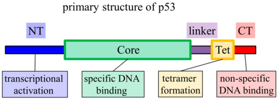 How p53 Molecules Solve the Target DNA Search Problem: A Review