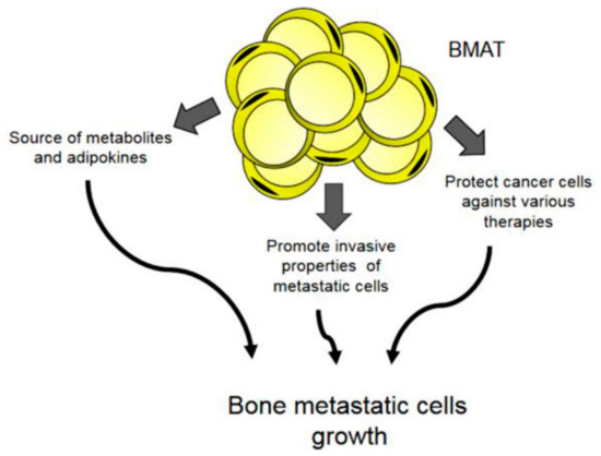 Leptin, Adiponectin, and Sam68 in Bone Metastasis from Breast Cancer