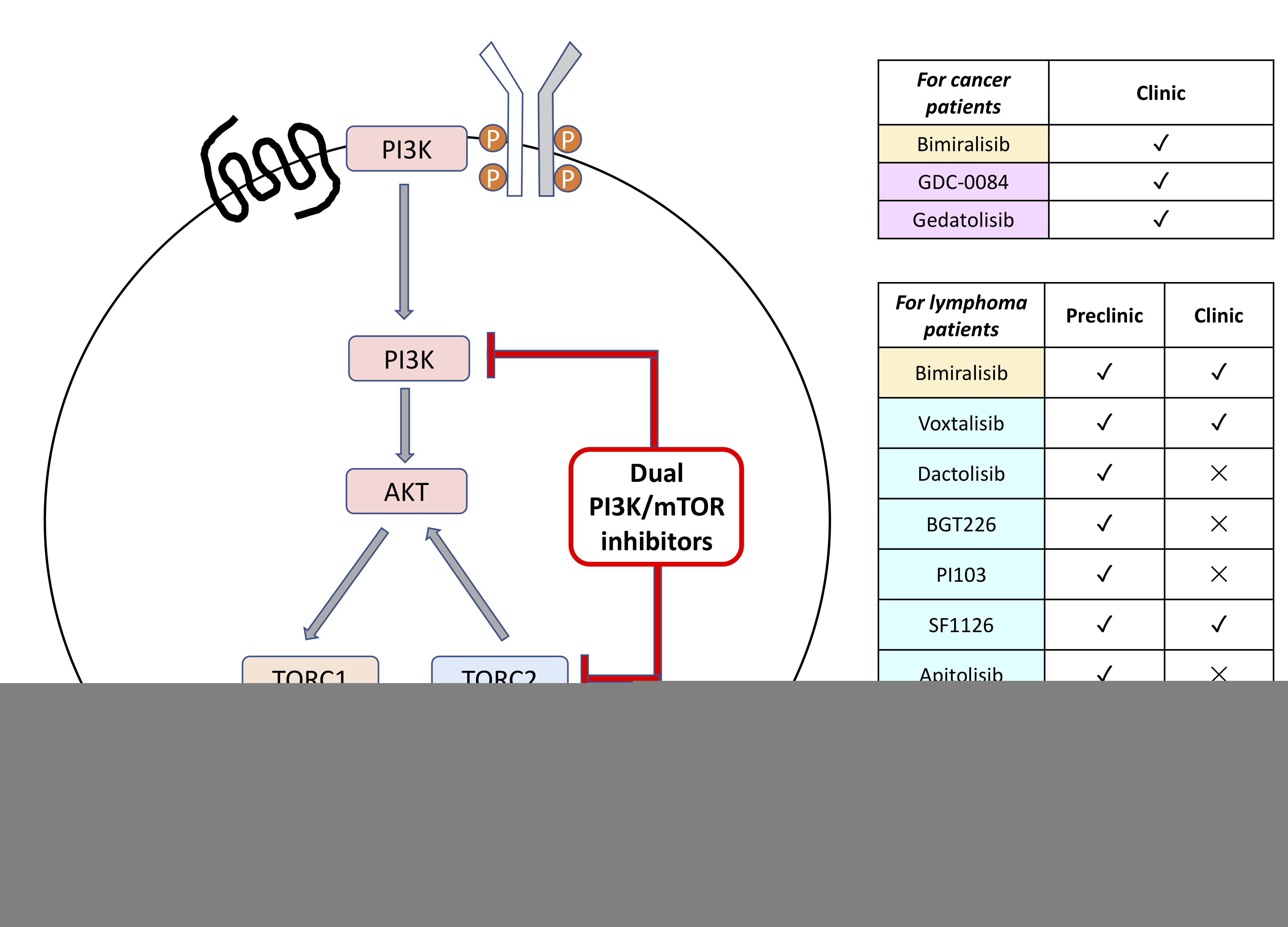 IJMS | Free Full-Text | Is There a Role for Dual PI3K/mTOR Inhibitors ...