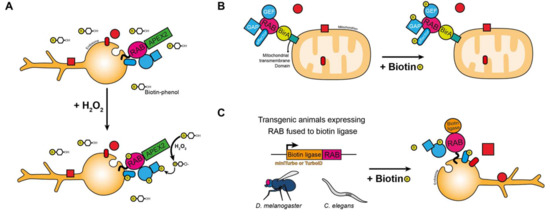 Rabs in Signaling and Embryonic Development