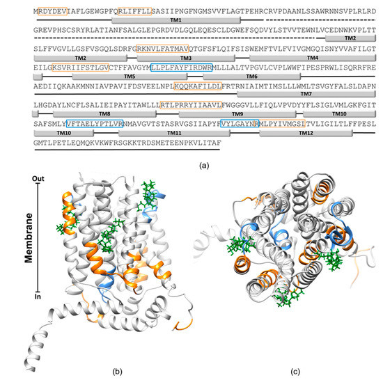 Effect of Cholesterol on the Organic Cation Transporter OCTN1 (SLC22A4)