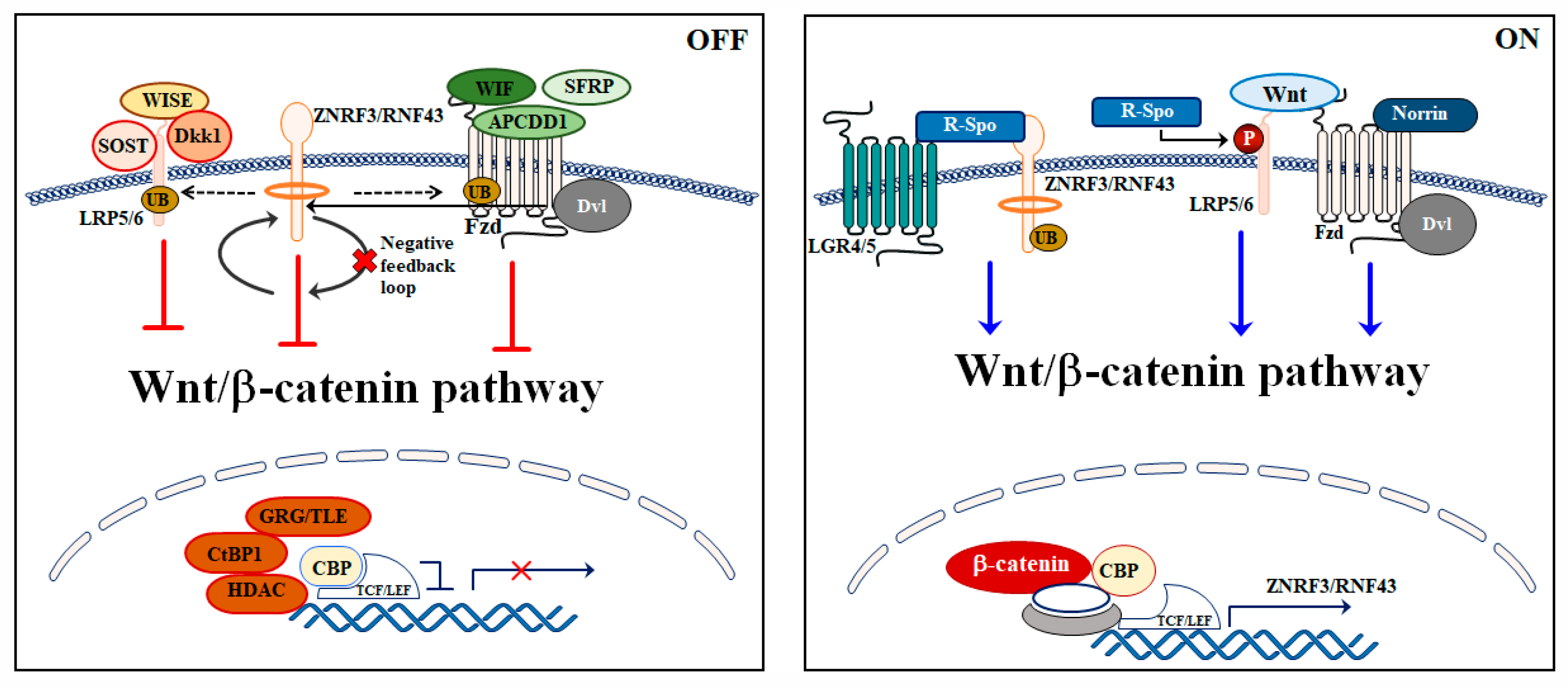 Ijms Free Full Text The Role Played By Wnt β Catenin Signaling