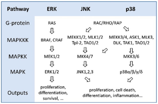 Targeting MAPK Signaling in Cancer: Mechanisms of Drug Resistance and Sensitivity