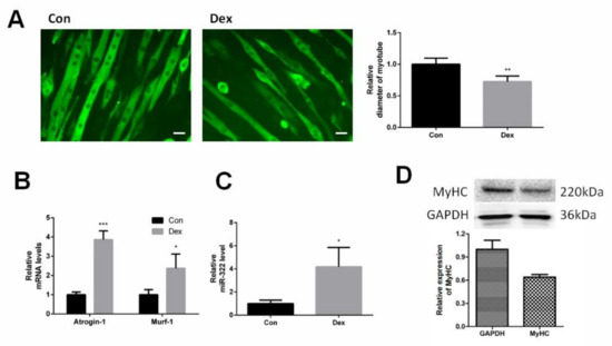 MicroRNA 322 Aggravates Dexamethasone-Induced Muscle Atrophy by ...