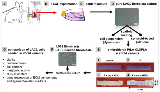 Enhanced Growth of Lapine Anterior Cruciate Ligament-Derived ...