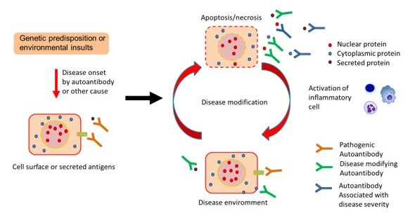 IJMS | Free Full-Text | Natural Autoantibodies in Chronic Pulmonary ...