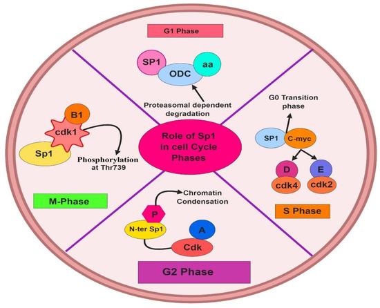 Understanding the Role of the Transcription Factor Sp1 in Ovarian ...