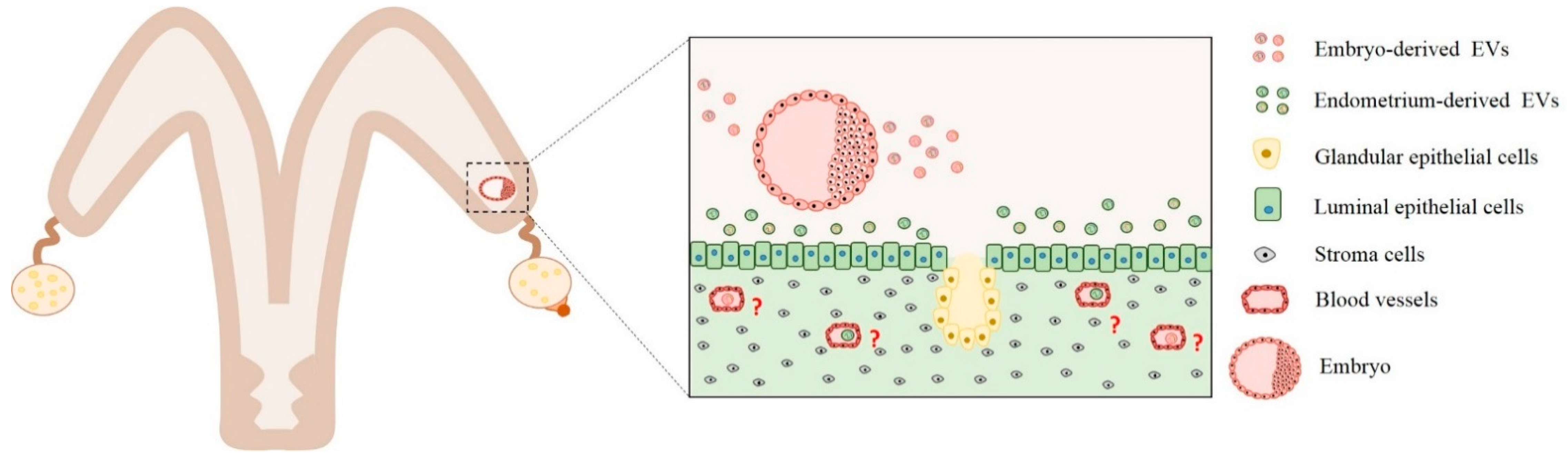 Ijms Free Full Text Extracellular Vesicles Mediated Early Embryo