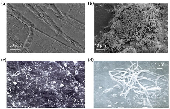 Microbial Degradation of Plastic in Aqueous Solutions Demonstrated by ...