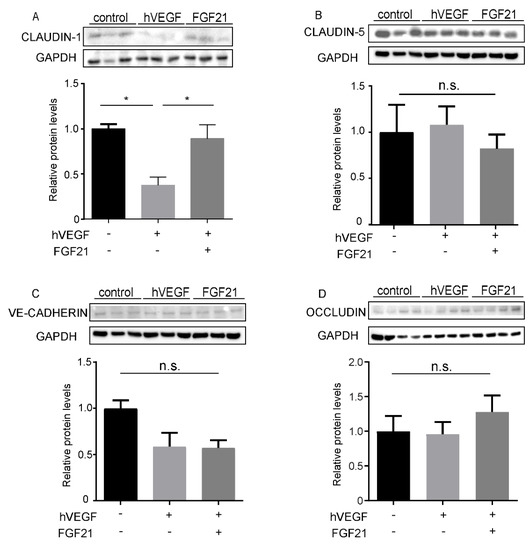 Long-Acting FGF21 Inhibits Retinal Vascular Leakage in In Vivo and In ...
