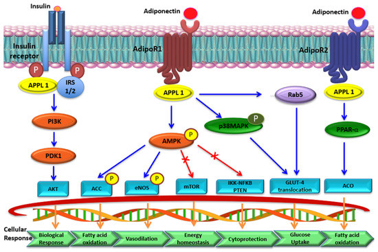 IJMS | Free Full-Text | Multifaceted Physiological Roles of Adiponectin ...